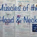 Muscles of the Head and Neck Study Sheets for Dental Hygiene Students ...