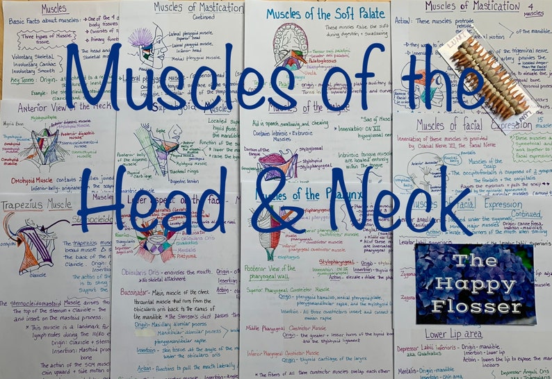 Muscles of the Head and Neck Study Sheets for Dental Hygiene Students ...