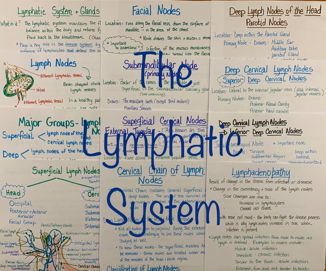 Lymphatic System Study Sheets for Dental Hygiene Students - Etsy
