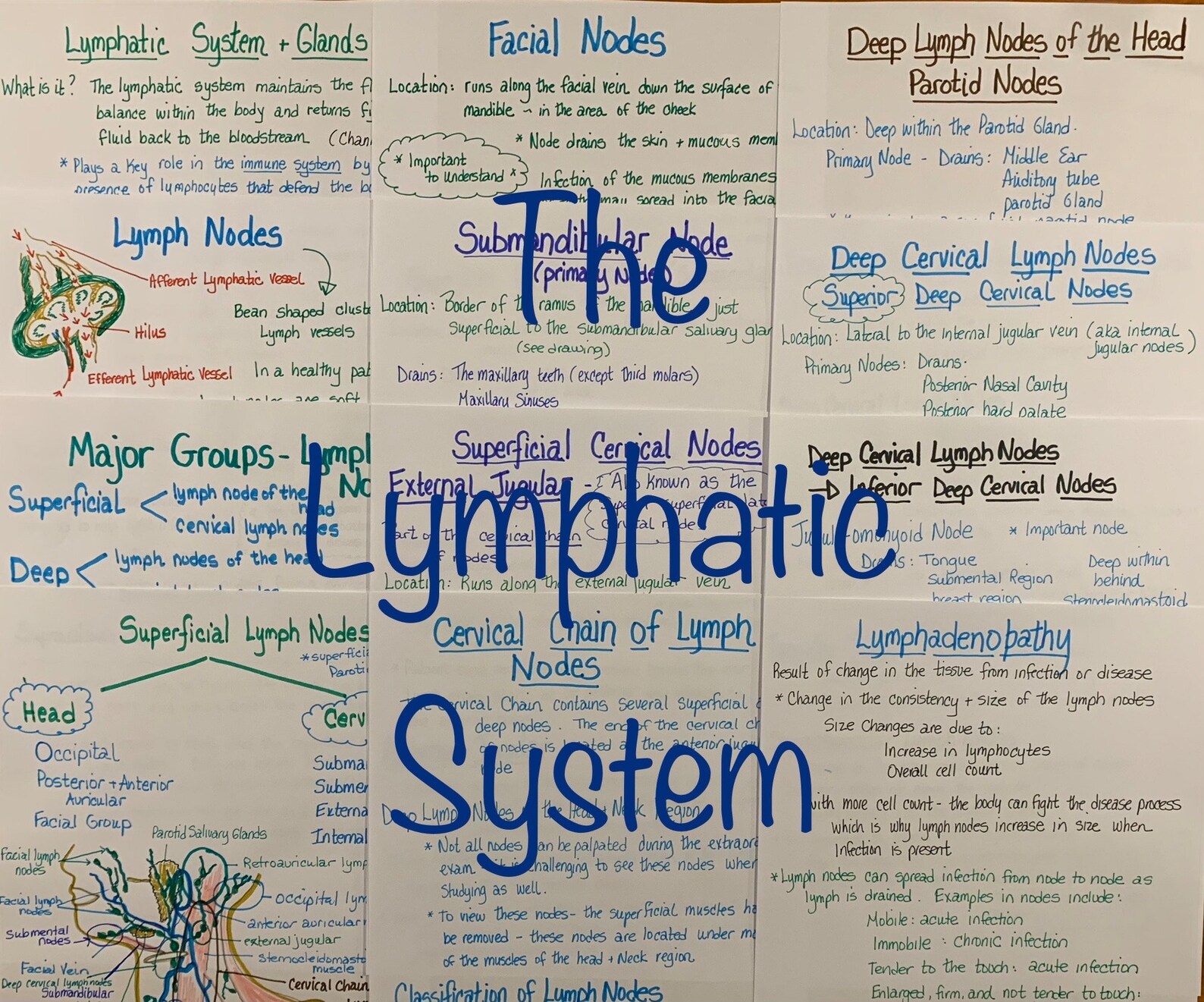 Lymphatic System Study Sheets for Dental Hygiene Students - Etsy