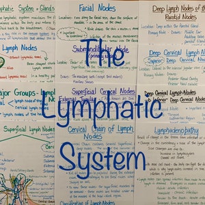 Lymphatic System Study Sheets for Dental Hygiene Students - Etsy