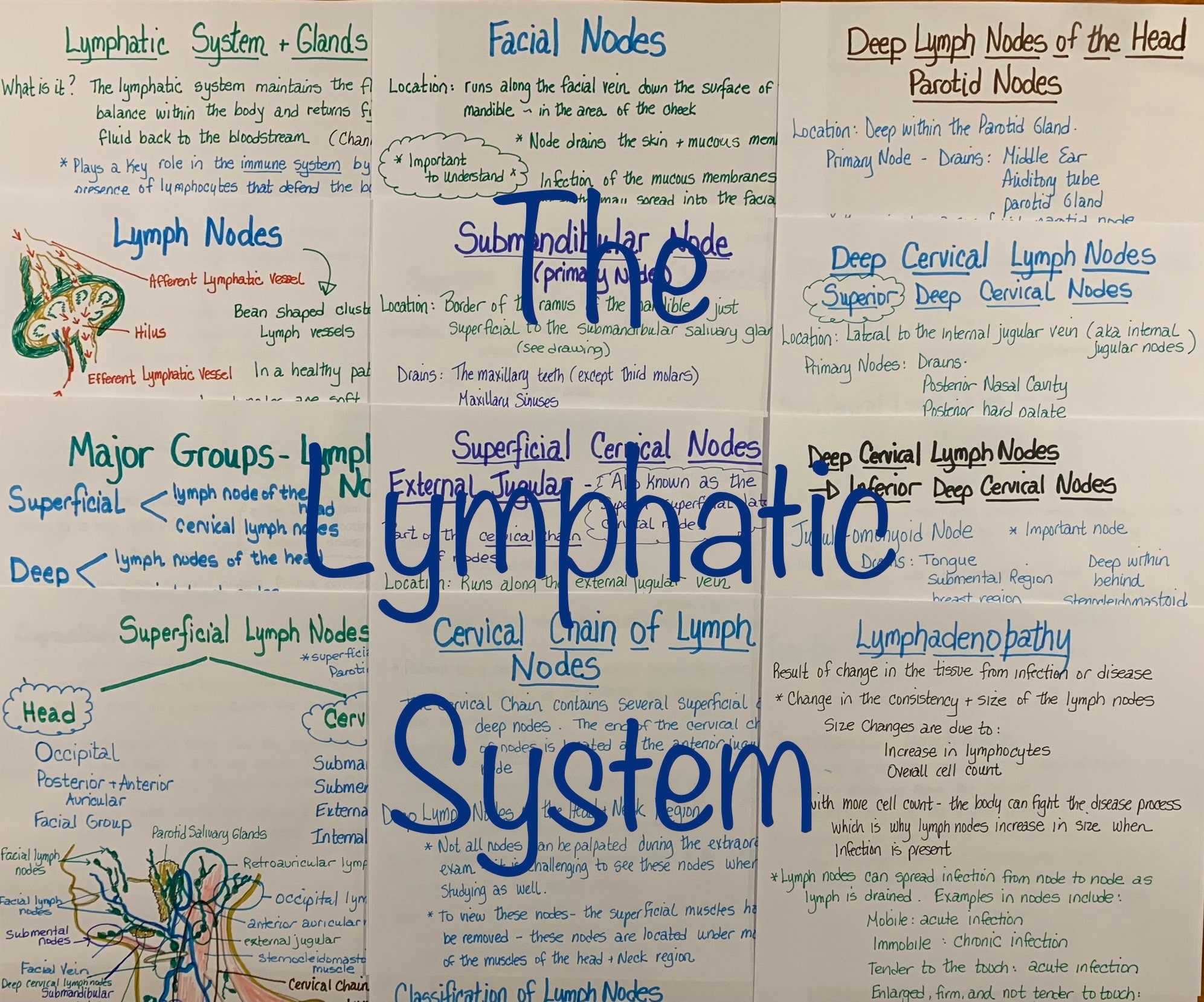 Lymphatic System Study Sheets for Dental Hygiene Students - Etsy