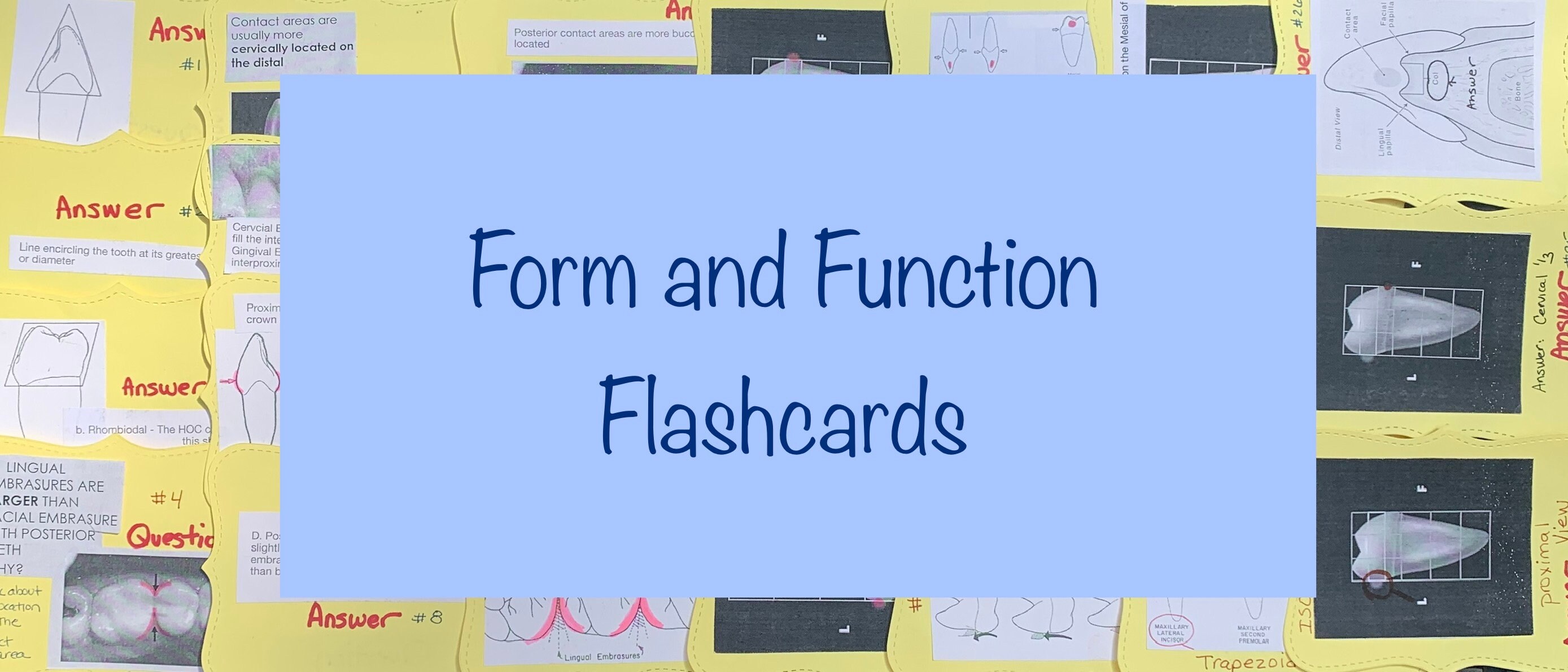 Dental Flashcards Form and Function for Dental Hygiene Students - Etsy