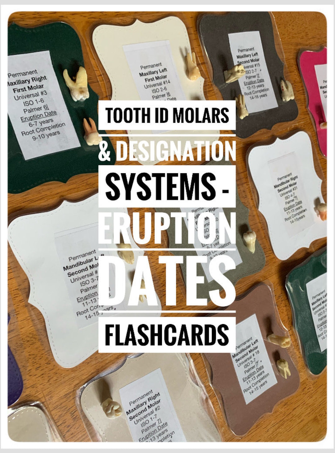 Tooth ID and Designation System - Eruption Dates Molars Flashcards for ...
