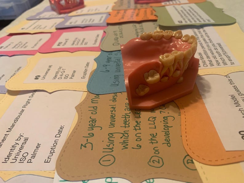 Tooth Designation, Development, and Eruption Flashcards Self Study for ...