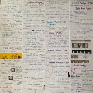 Dental Anatomy Comprehensive Digital Copy Color Study Sheets - Etsy