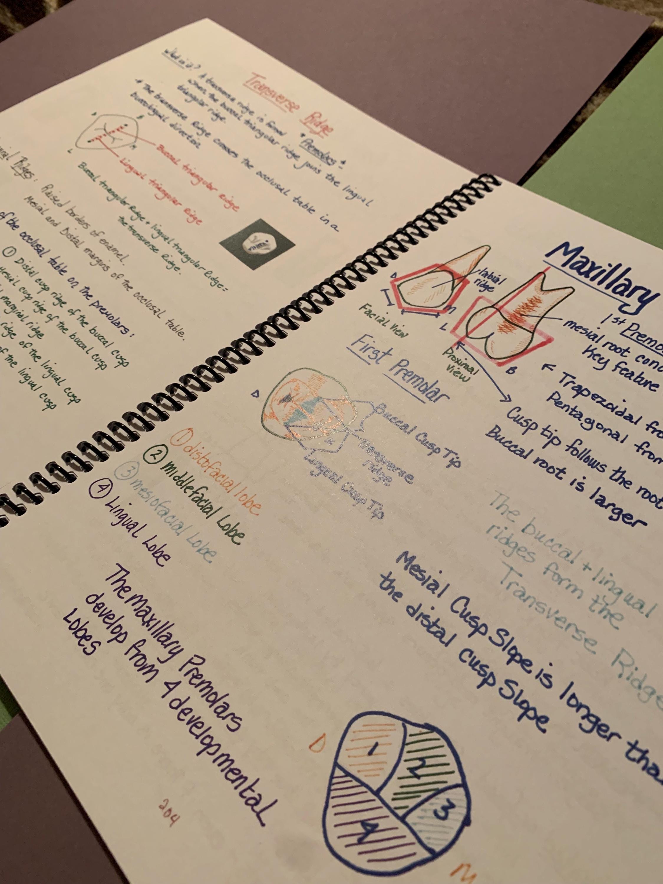 Dental Tooth Anatomy Spiralbound 75 Color Handwritten Notes for Dental ...