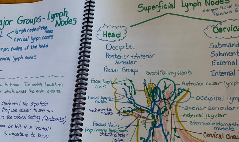 Dental Anatomy and Head and Neck Anatomy Hard Copy Color Study Sheets ...