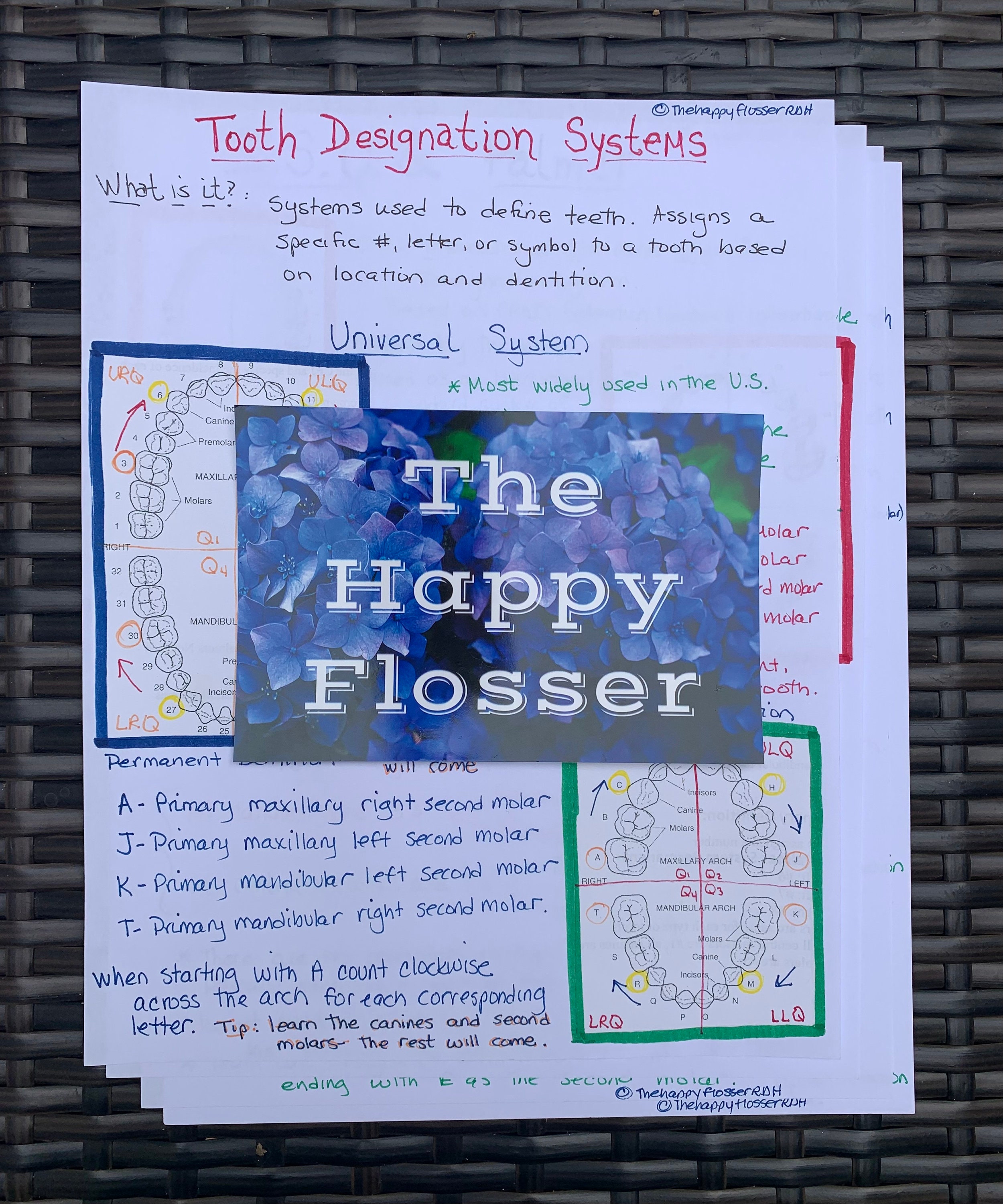 Tooth Designation Systems - Universal, ISO, and Palmer Study Sheets - Etsy