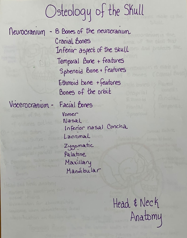 Anatomy of the Skull Study Sheets for Dental Students - Etsy