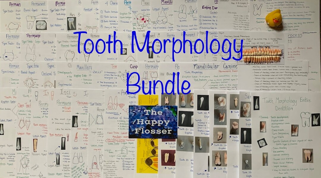 Tooth Characteristics morphology Dental Anatomy Entire - Etsy