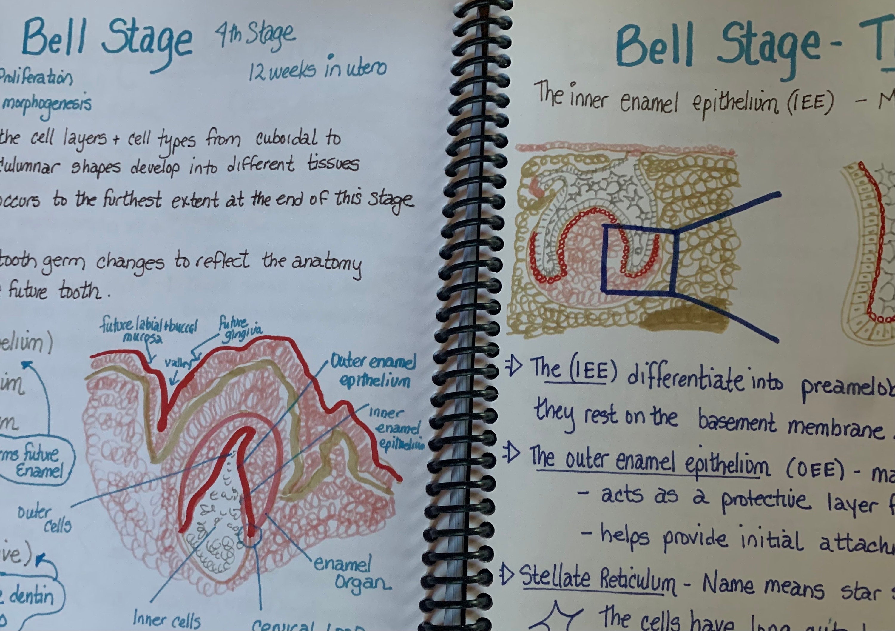 Dental Anatomy and Head and Neck Anatomy Hard Copy Color Study Sheets ...