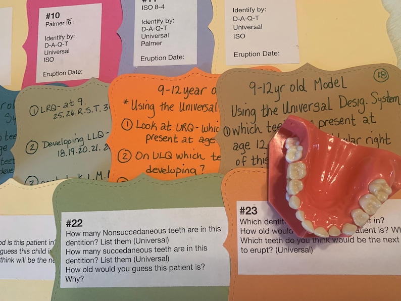 Tooth Designation, Development, and Eruption Flashcards Self Study for ...