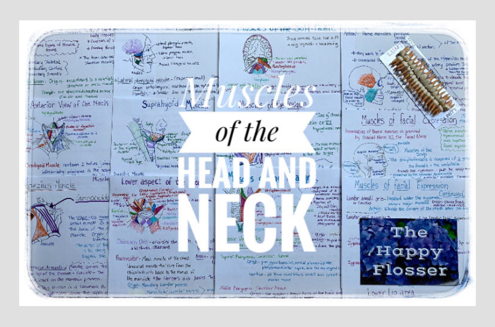 Muscles of the Head and Neck Study Sheets for Dental Hygiene Students ...