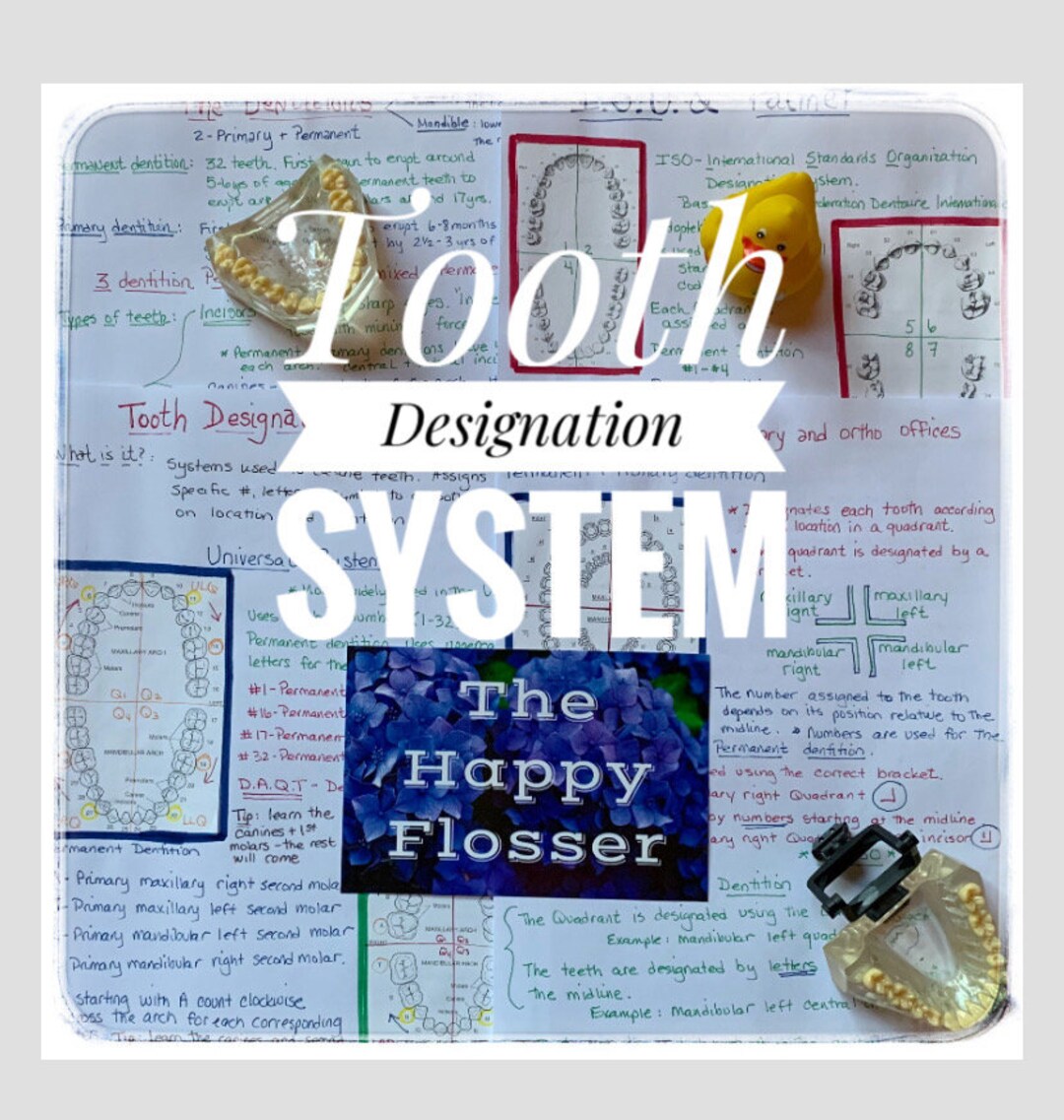 Tooth Designation Systems - Universal, ISO, and Palmer Study Sheets - Etsy