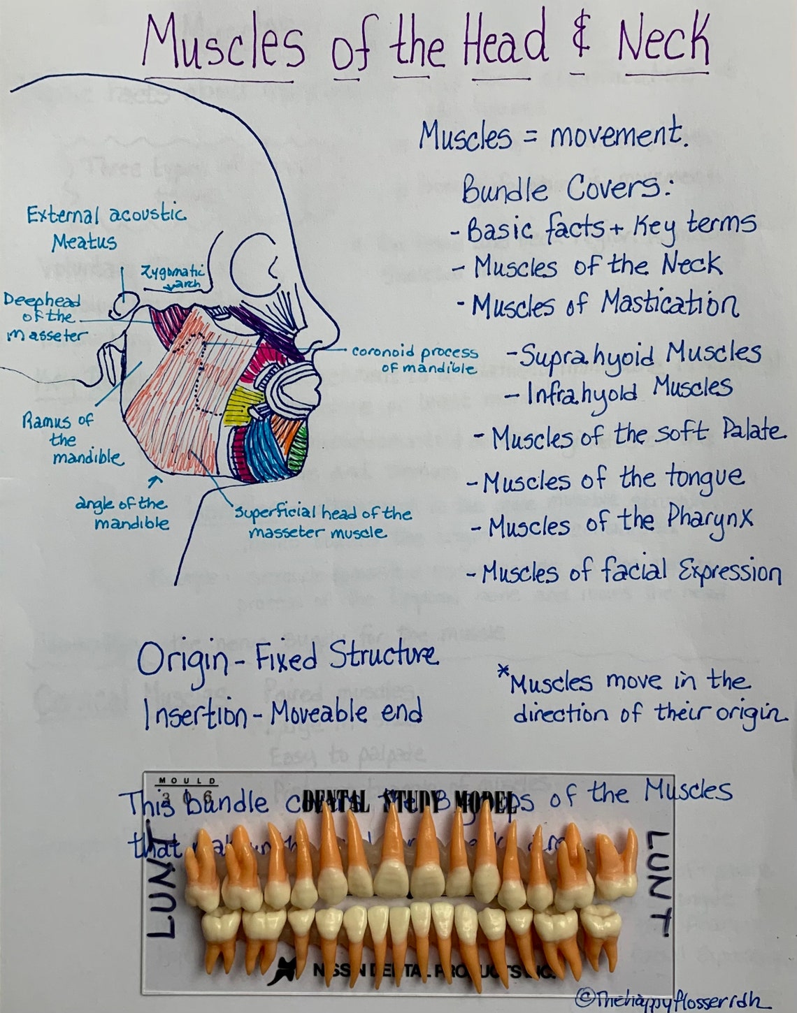 Muscles of the Head and Neck Study Sheets for Dental Hygiene Students ...