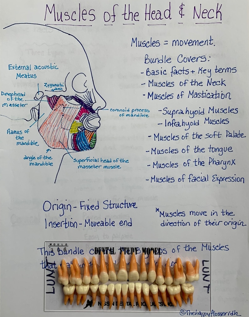 Muscles of the Head and Neck Study Sheets for Dental Hygiene Students ...