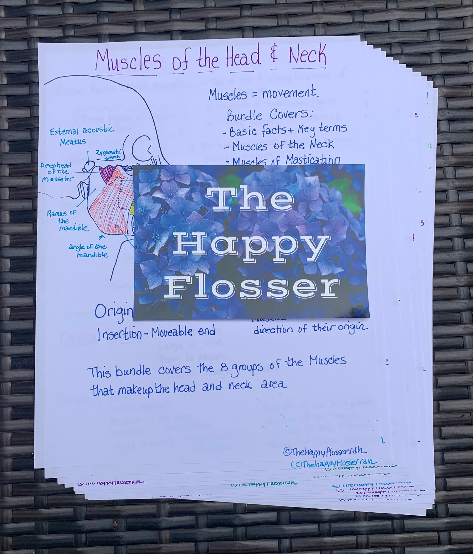 Muscles of the Head and Neck Study Sheets for Dental Hygiene Students ...