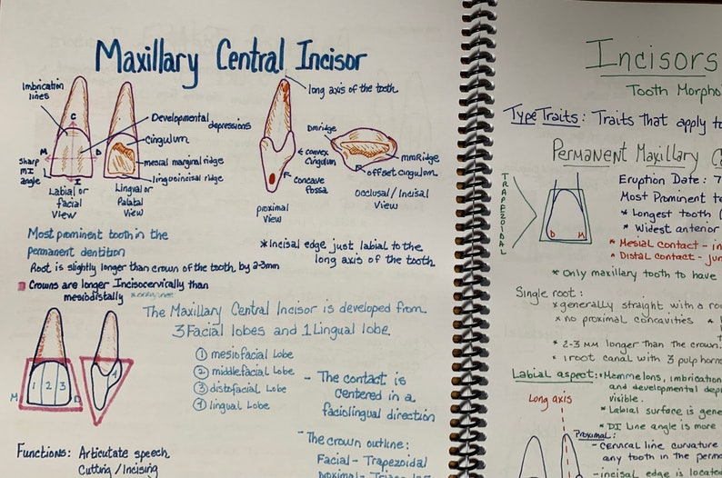 Dental Tooth Anatomy Spiralbound 75 Color Handwritten Notes for Dental ...