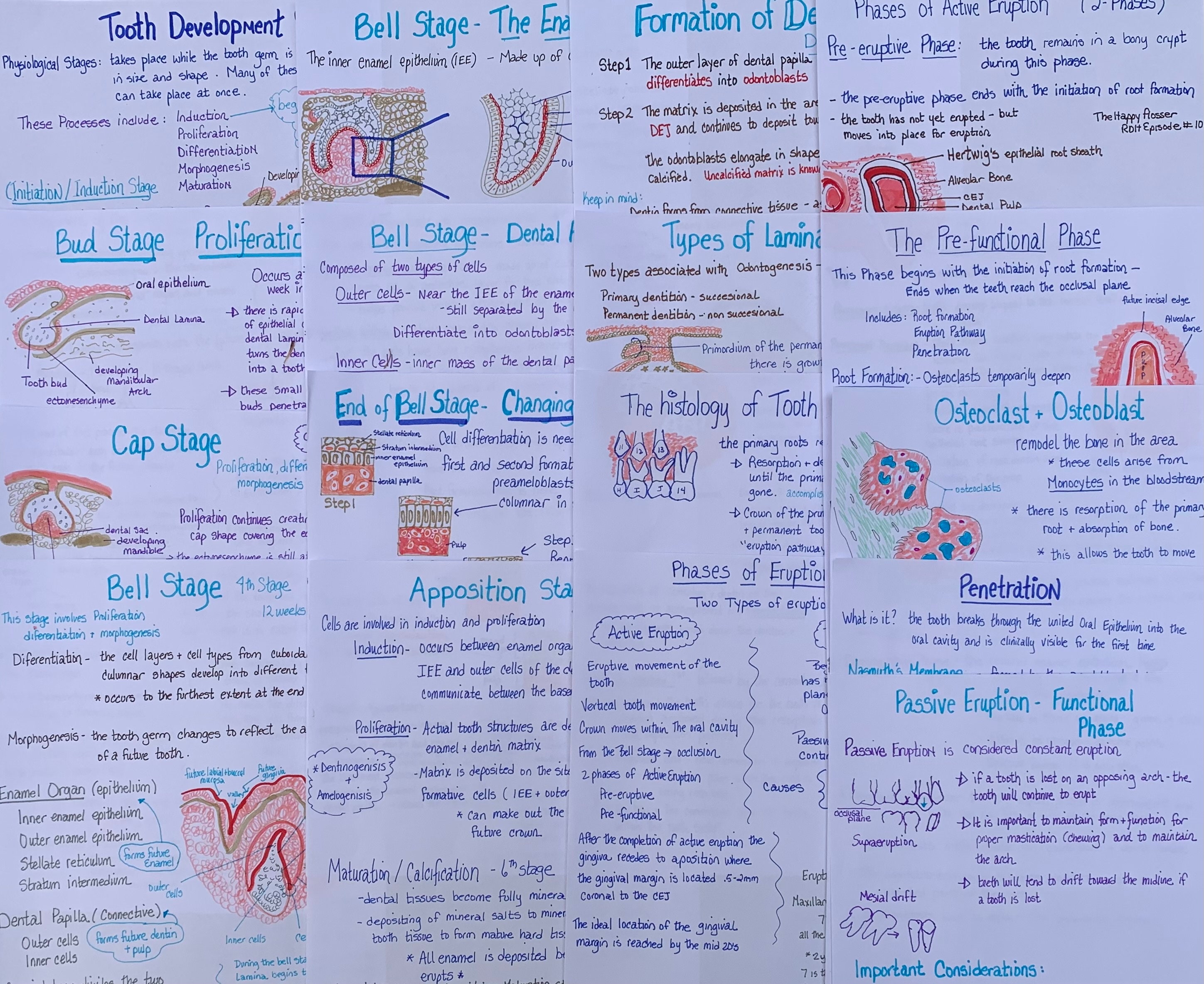 Histology & Embryology of Tooth Development and Eruption in Dental ...