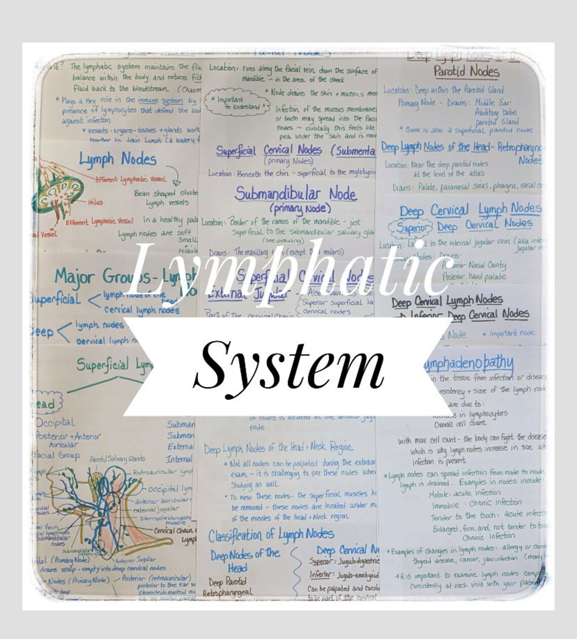 Lymphatic System Study Sheets for Dental Hygiene Students - Etsy