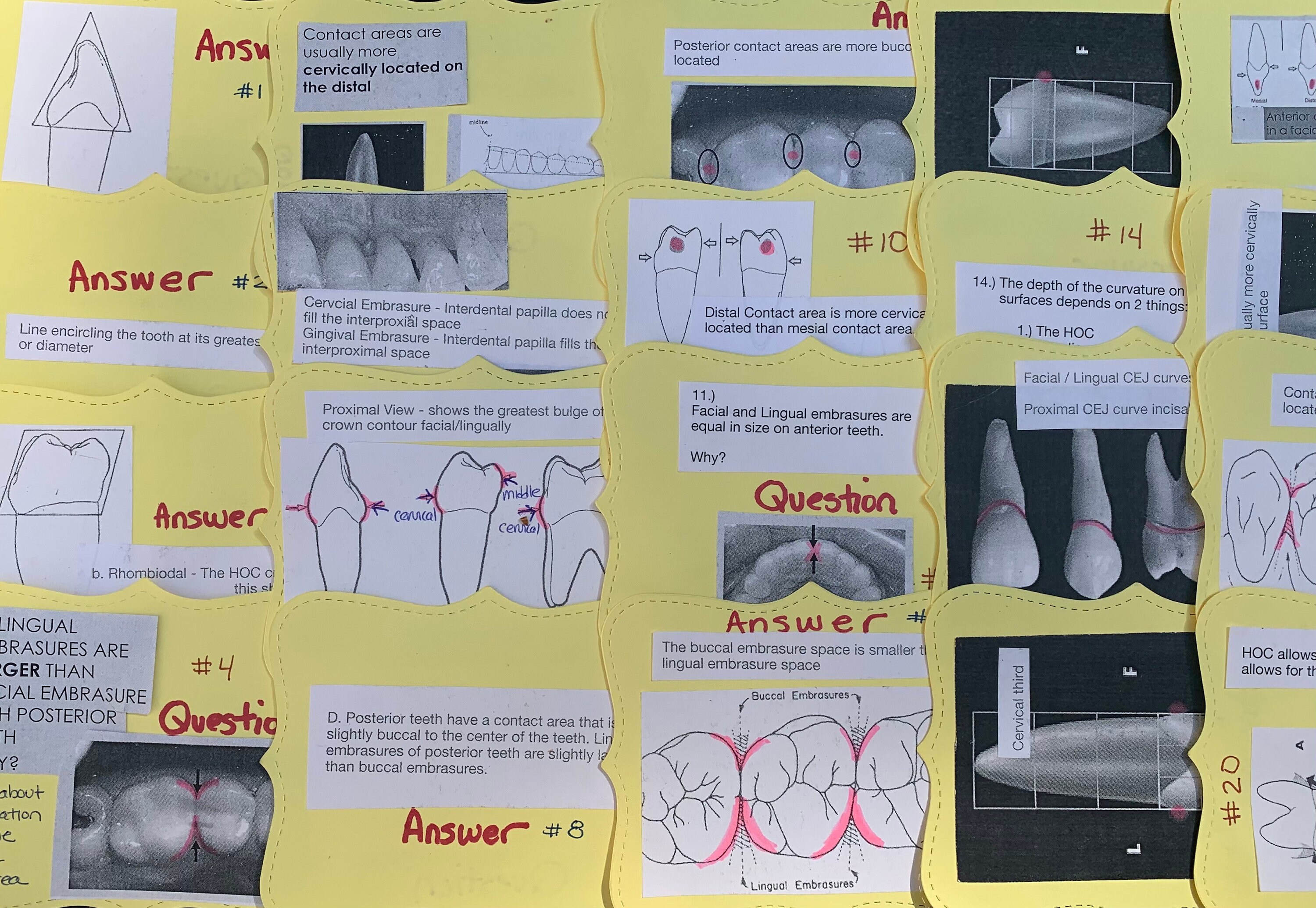 Dental Flashcards Form and Function for Dental Hygiene Students - Etsy