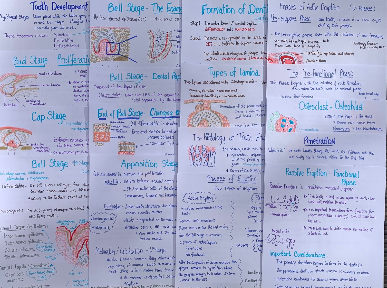 Histology & Embryology of Tooth Development and Eruption in Dental ...