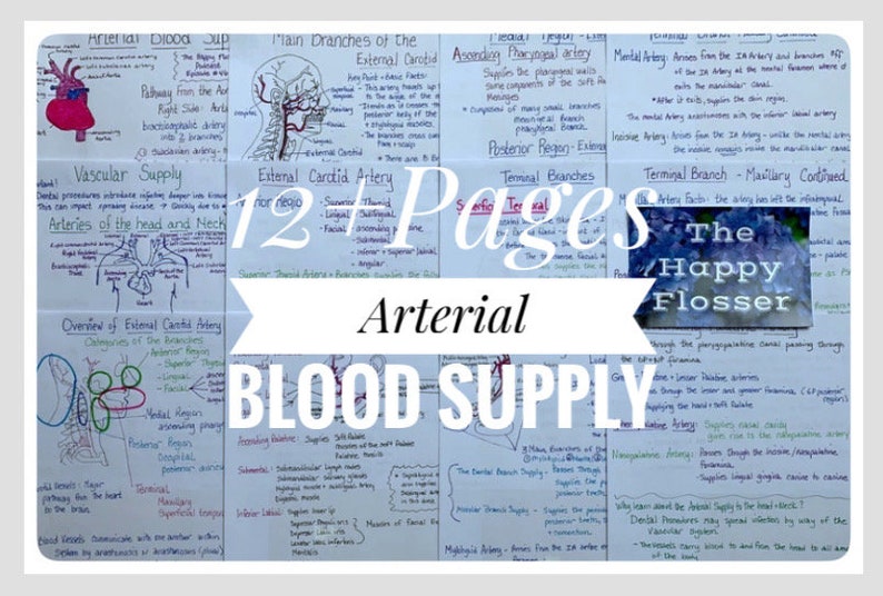 Anatomy of the Blood Supply to the Head and Neck Study Sheets for ...
