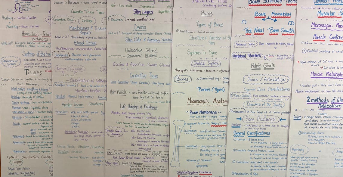 Anatomy and Physiology Study Notes Guide for Students in A&P - Etsy
