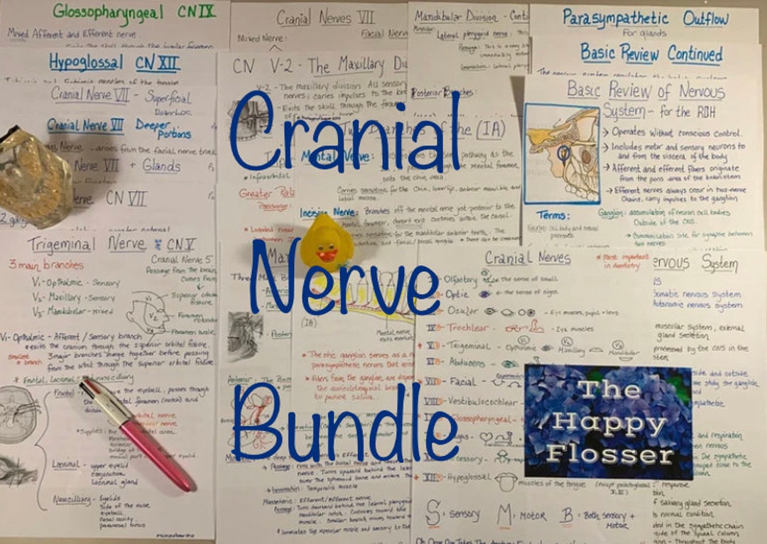 Cranial Nerve Bundle V VII IX and XII Dental Study Sheets - Etsy