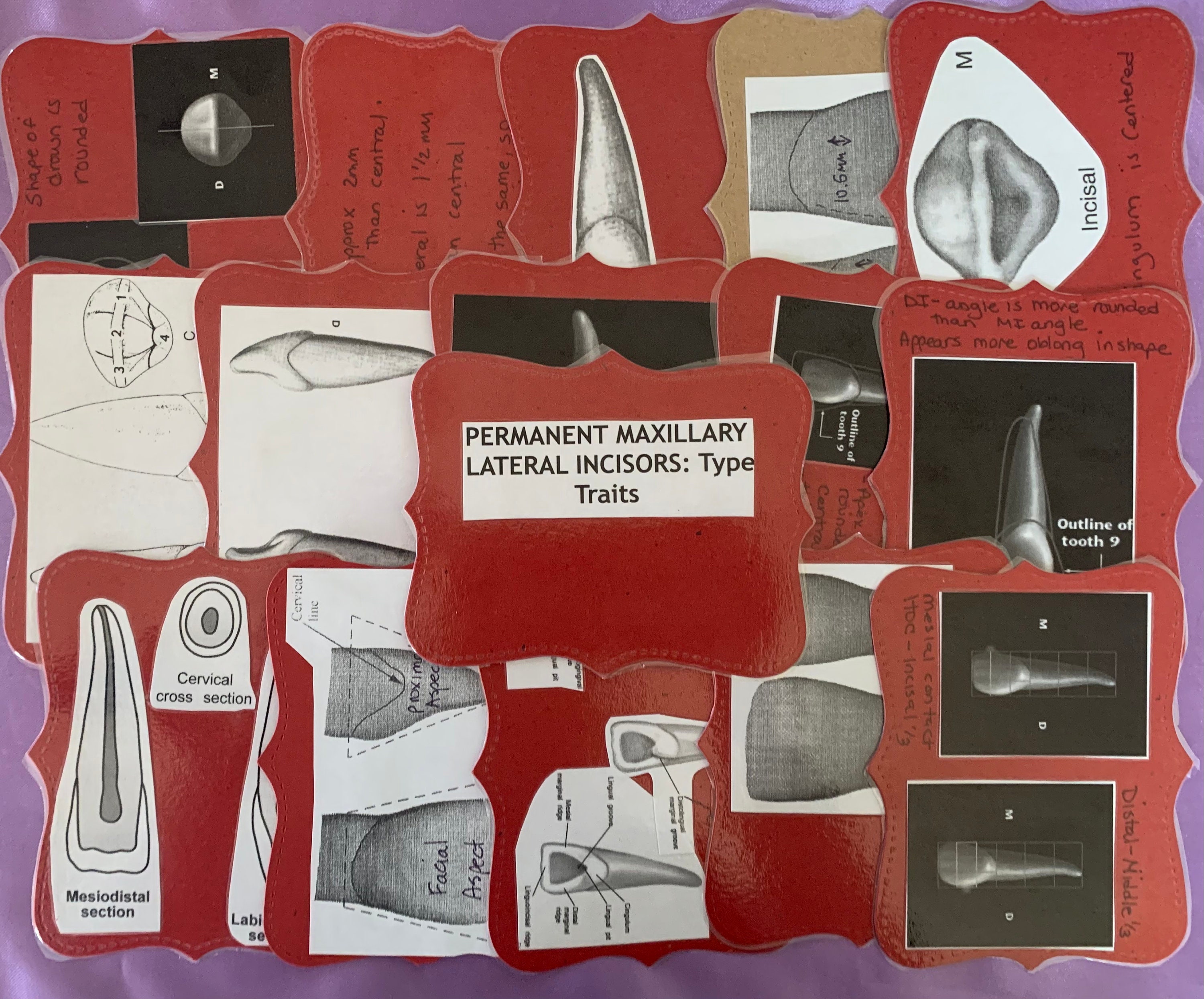 Dental Flashcards Incisor Tooth Morphology for Dental Hygiene - Etsy