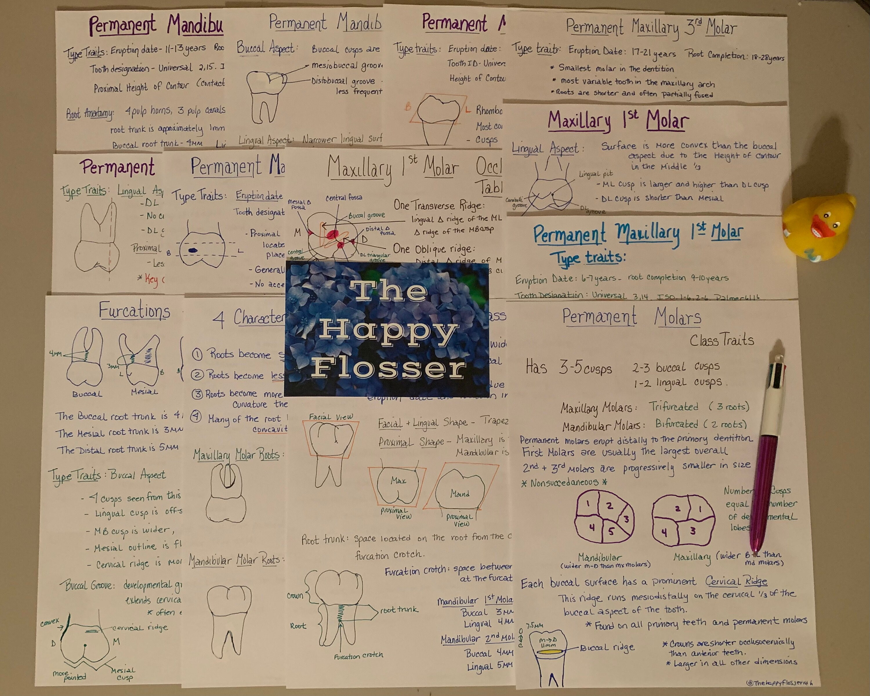 Tooth Characteristics morphology Dental Anatomy Entire - Etsy UK