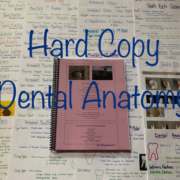 Anatomy Color Study Sheets - Etsy