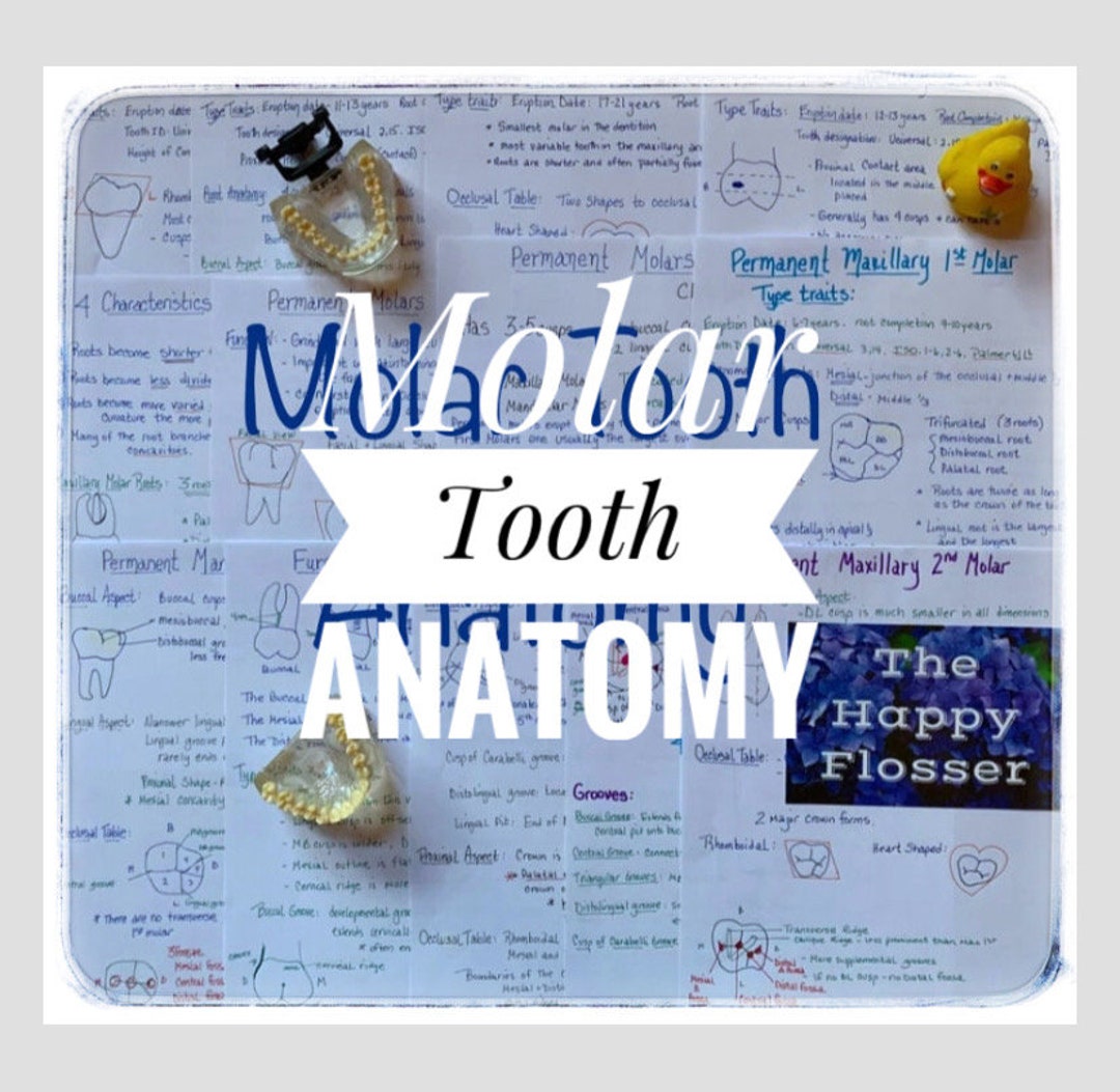Molar Tooth Morphology and Anatomy Study Sheets for Dental Hygiene - Etsy