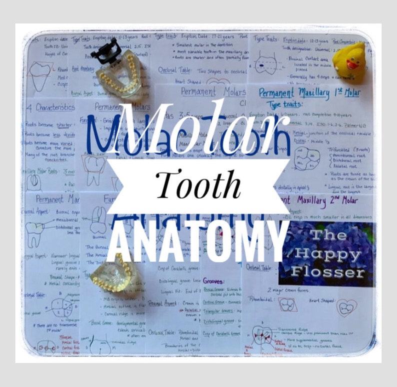 Molar Tooth Morphology and Anatomy Study Sheets for Dental Hygiene - Etsy