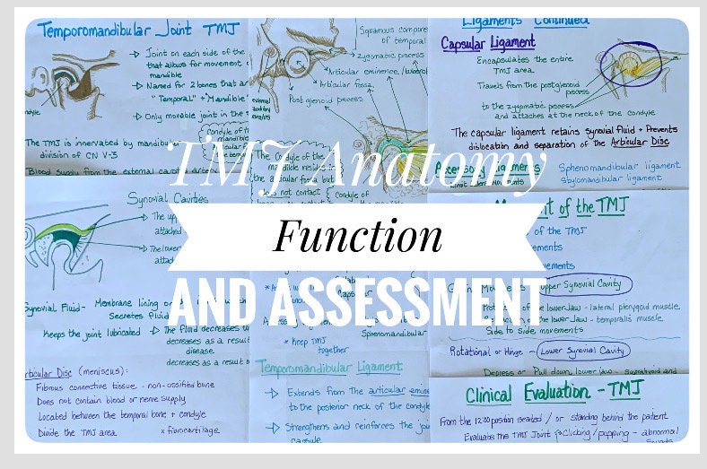 TMJ Anatomy and Function Study Sheets for Dental Hygiene Students - Etsy