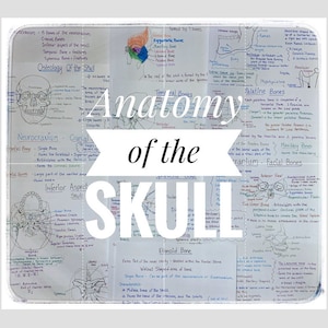 Anatomy of the Skull Study Sheets for Dental Students - Etsy