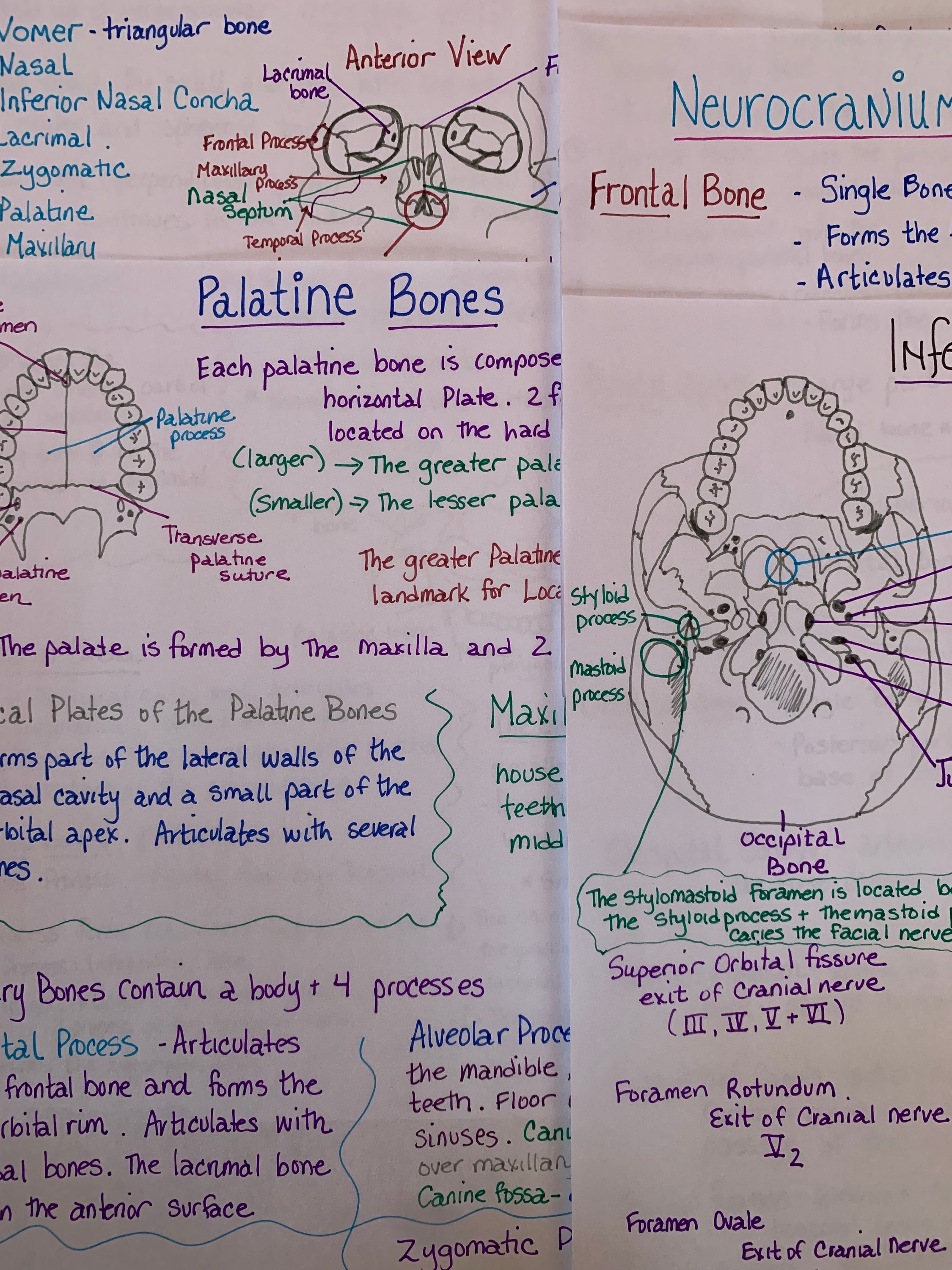 Anatomy of the Skull Study Sheets for Dental Students - Etsy