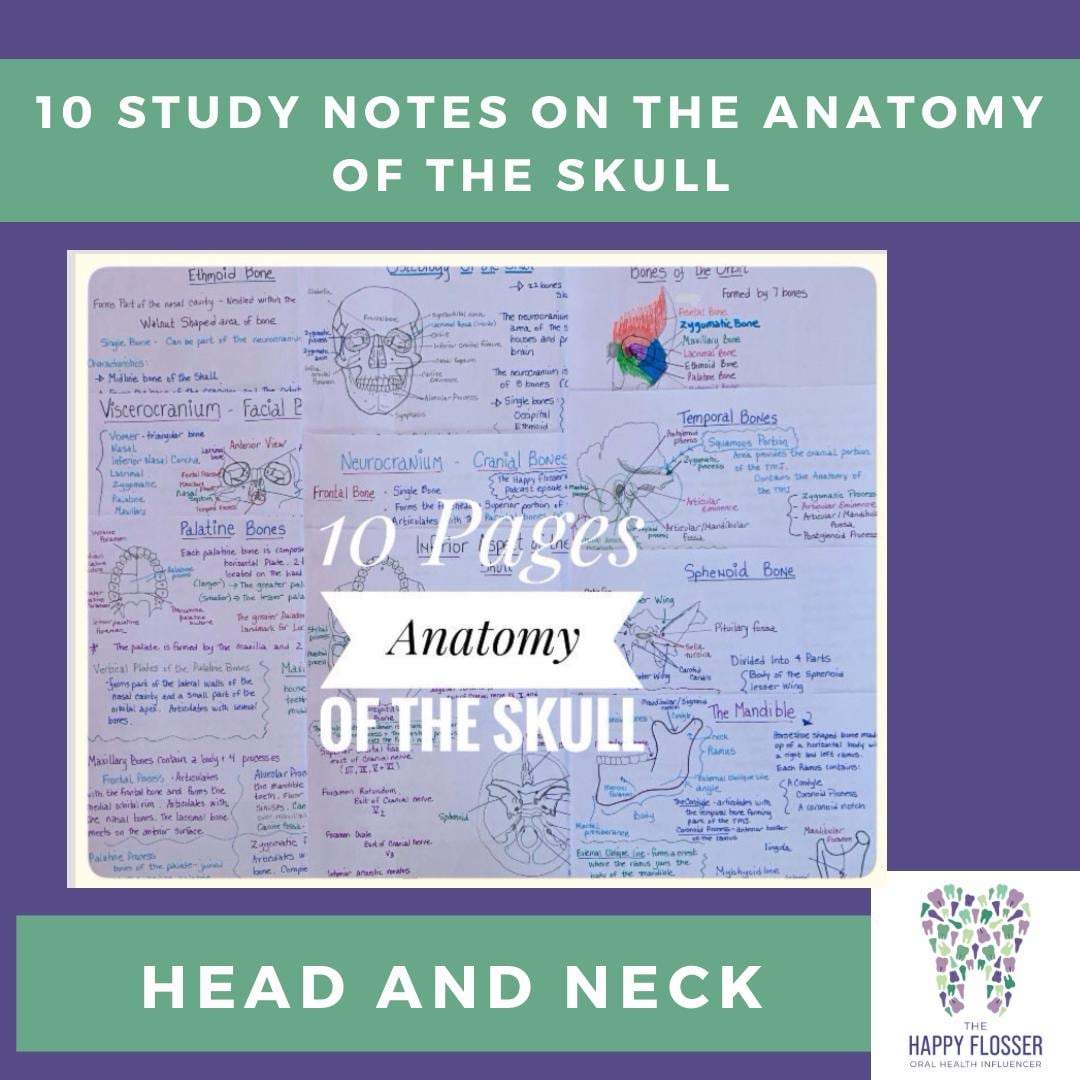 Anatomy of the Skull Study Sheets for Dental Students - Etsy