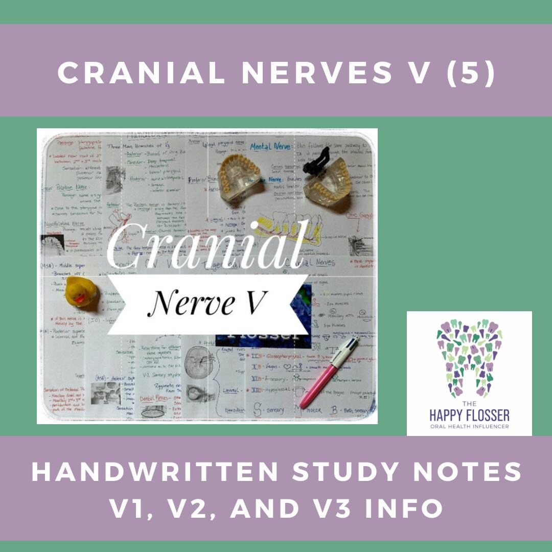 Cranial Nerve V Trigeminal Study Sheets for Dental Hygiene RDH - Etsy