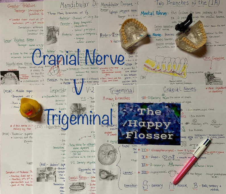 Cranial Nerve V Trigeminal Study Sheets for Dental Hygiene RDH - Etsy