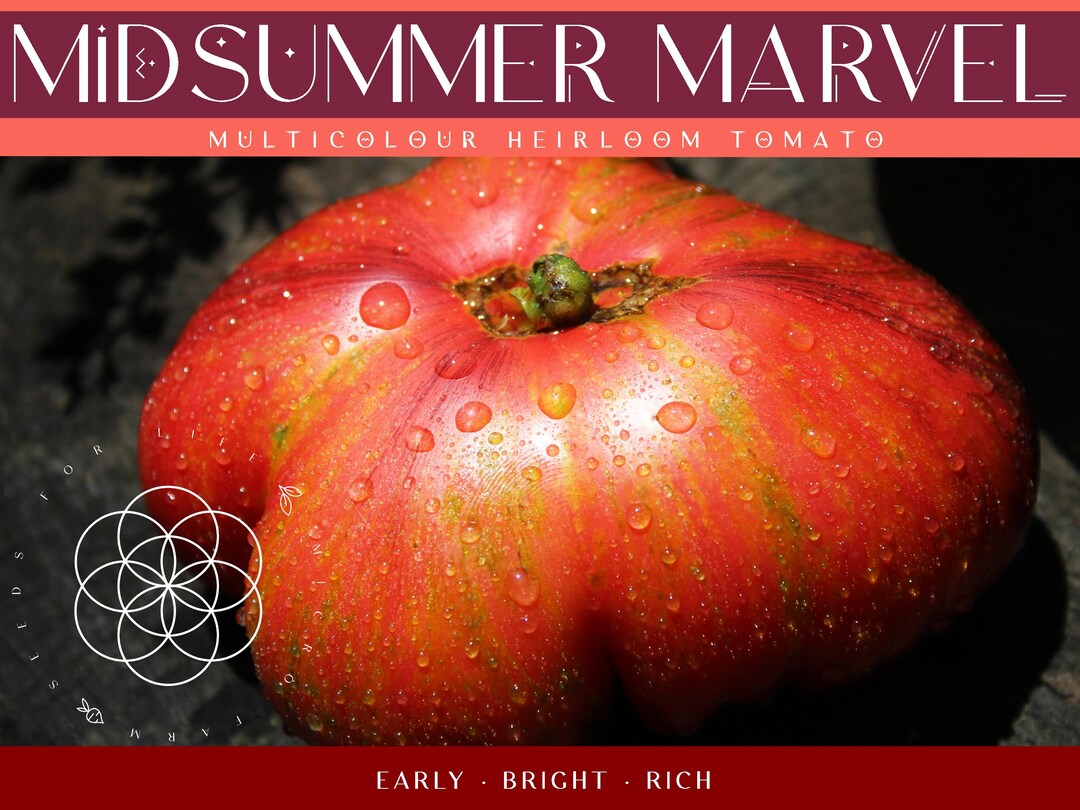 Midsummer Marvel ~ Heirloom Organic Tomato Seeds, Rare Heirloom, Non-gmo, Grown in Canada, (15 ...