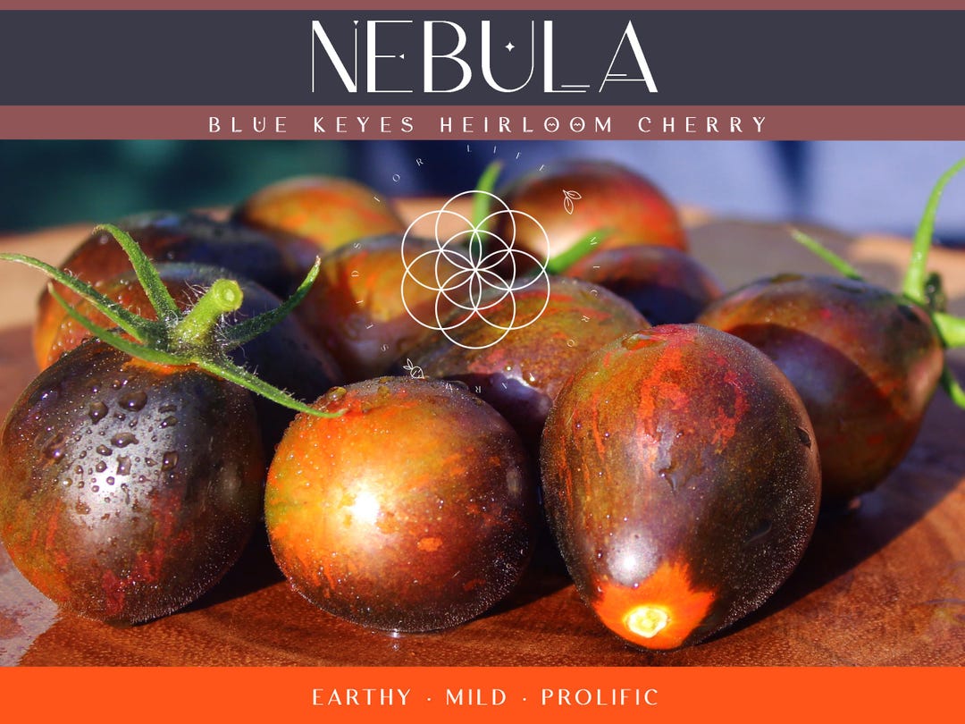 Nebula Blue Keyes Cherry Pear Tomato Organic Non-gmo Heirloom Seeds ...