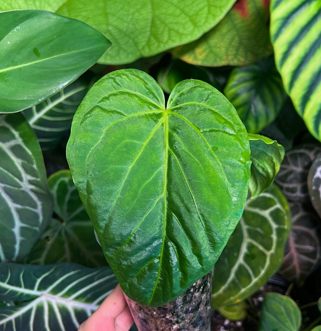 Anthurium Schottianum RA Clone - Etsy