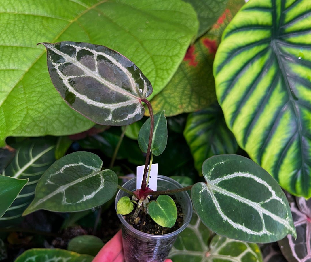 Anthurium Brielle Doc Block Clone - Etsy Canada