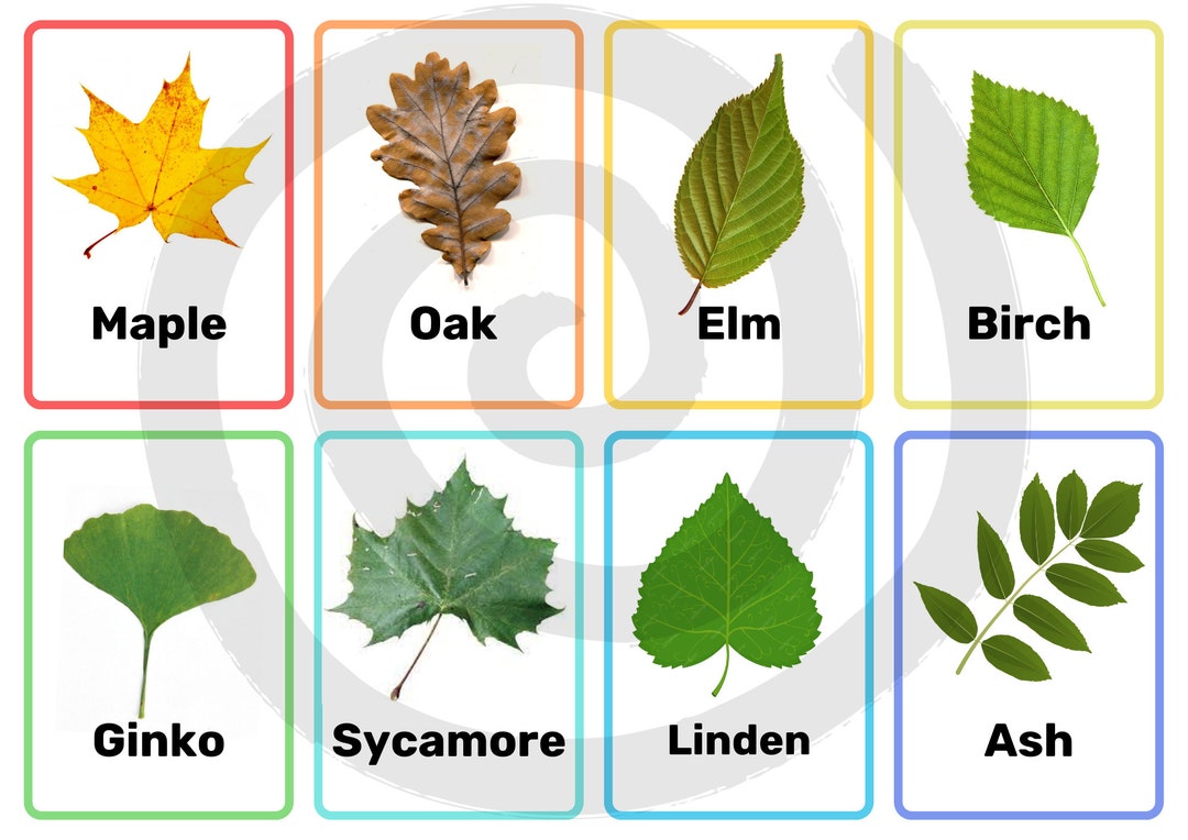 8 Common Leaves Printable Flashcards | Instant Download | Montessori ...