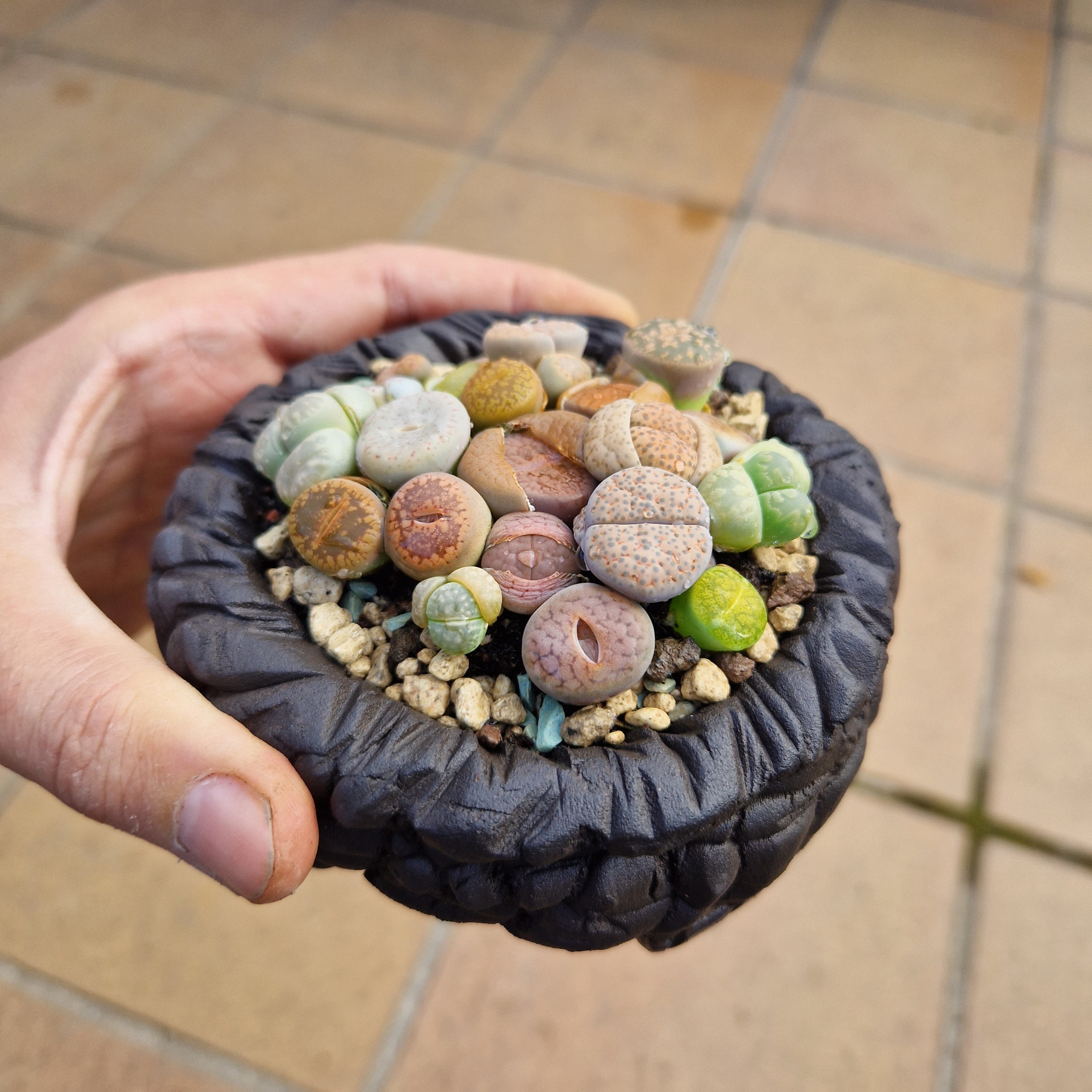 Black Clay Pot 10 Cm. X 5cm. Pottery, Succulent Pot, Cactus Pot, Bonsai ...