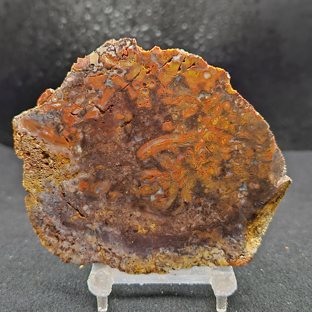 Caddis Fly Larvae Petrified Palm Root From Indonesia, Lapidary Slab ...