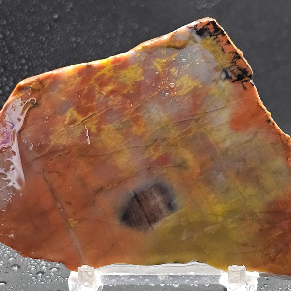 Coprolite - Etsy