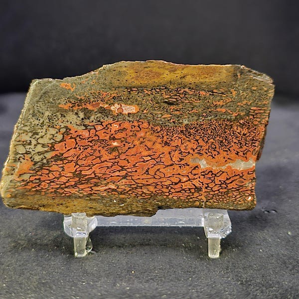 Lapidary Slab Dinosaur - Etsy